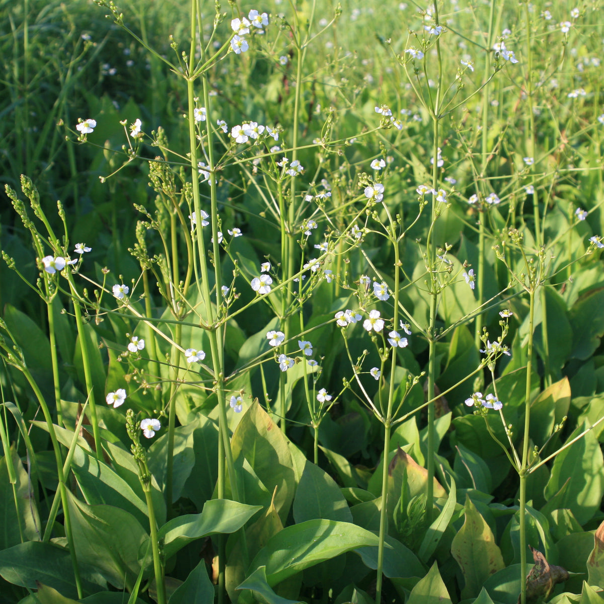 Alisma plantago-aquatica - Froschlöffel – Seerosensorten