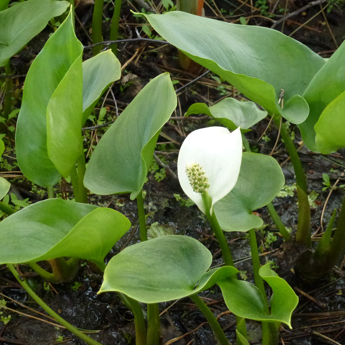 Calla palustris - Sumpfkalla – Seerosensorten
