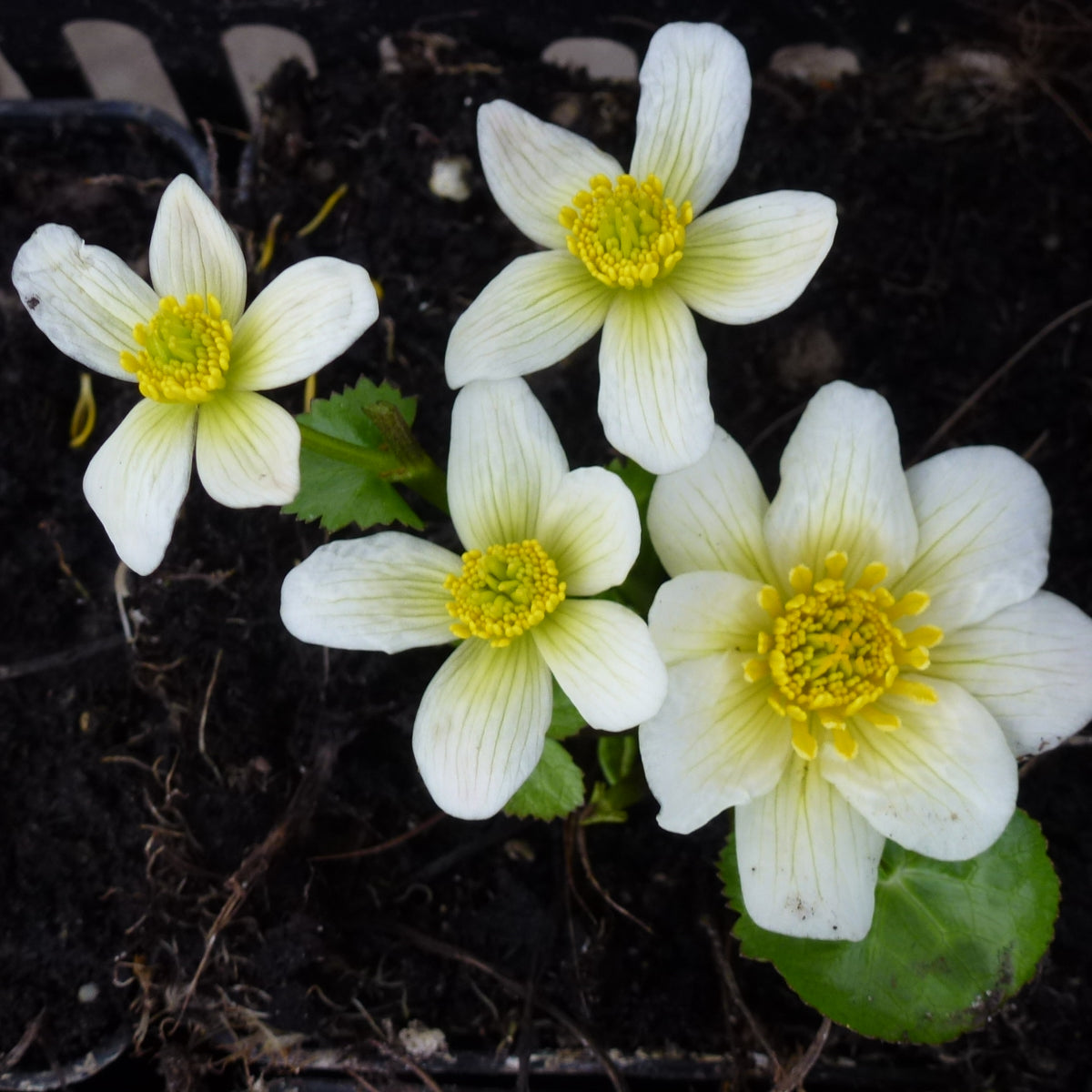Caltha palustris alba - Sumpfdotterblume – Seerosensorten