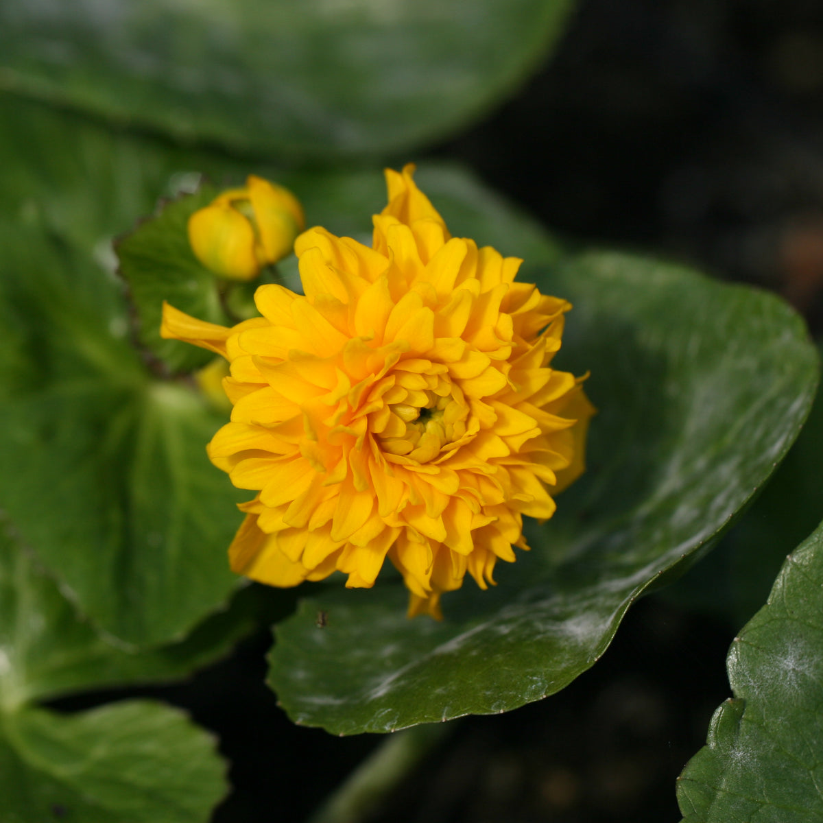Caltha palustris 'Plena' - Sumpfdotterblume – Seerosensorten