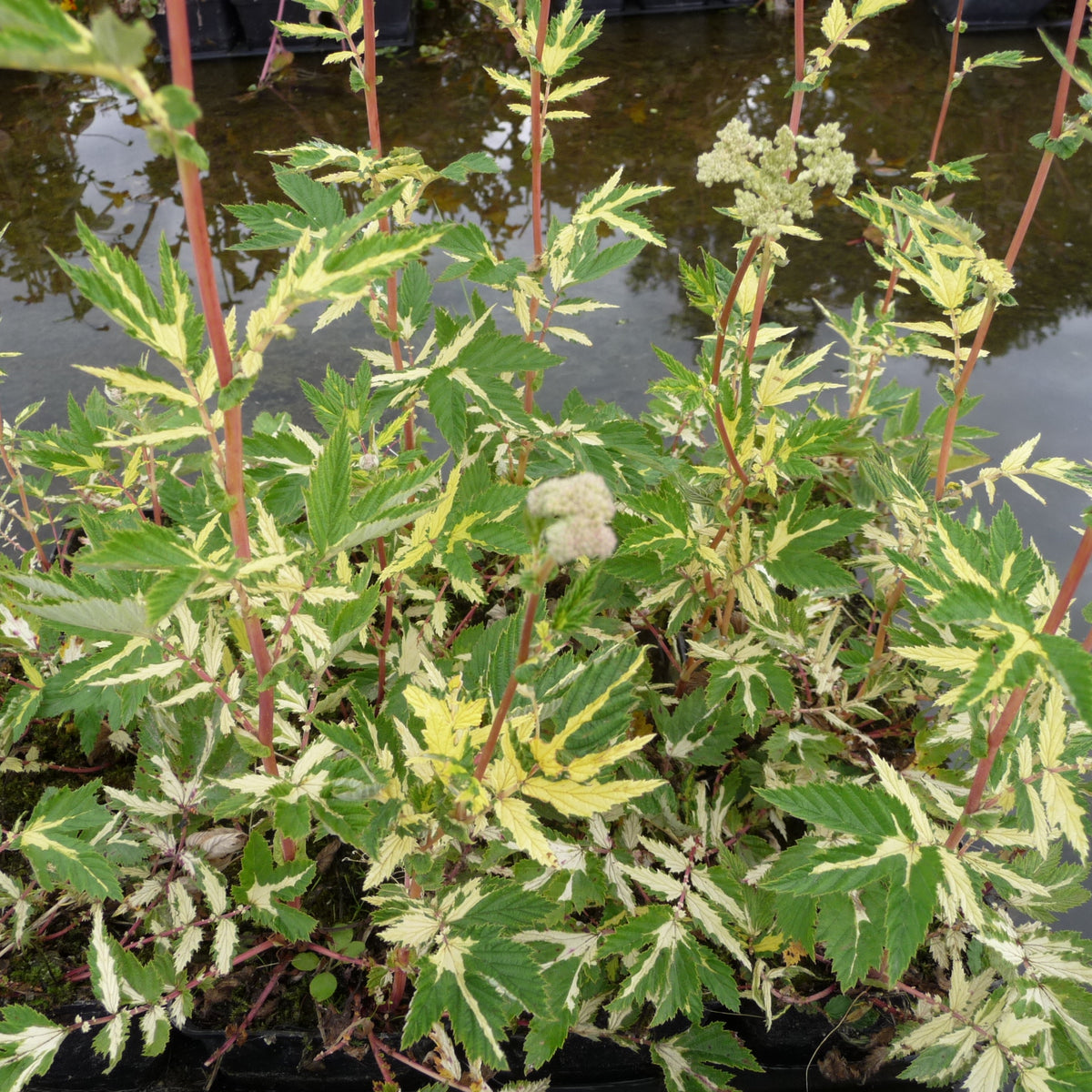 Filipendula ulmaria 'Variegata' - Mädesüß – Seerosensorten