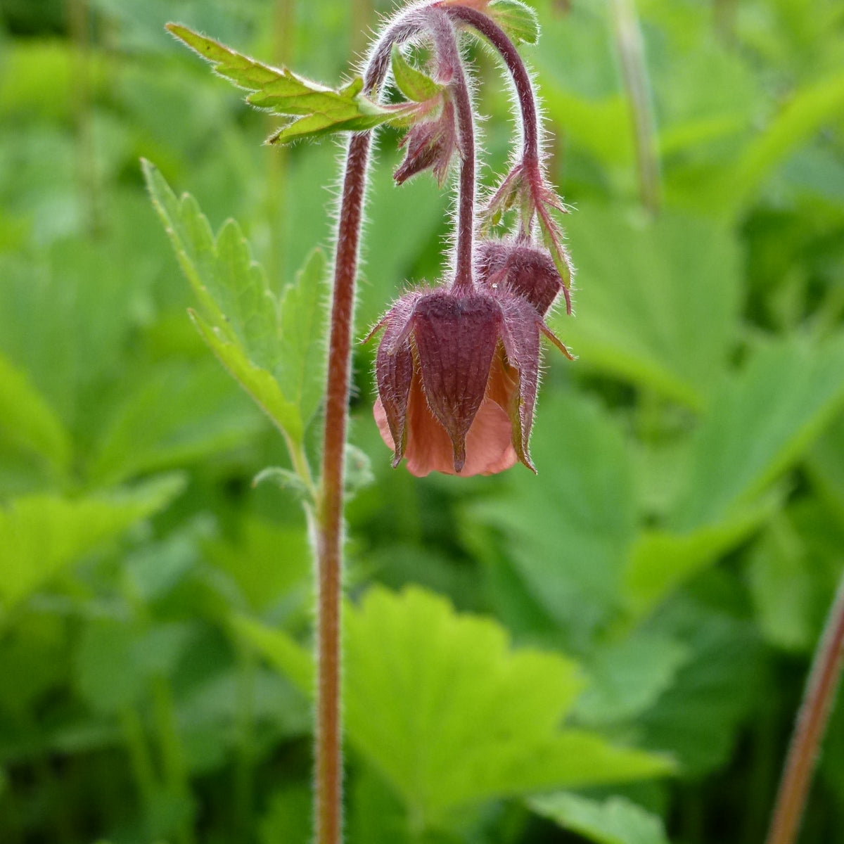 Geum rivale - Bachnelkenwurz – Seerosensorten
