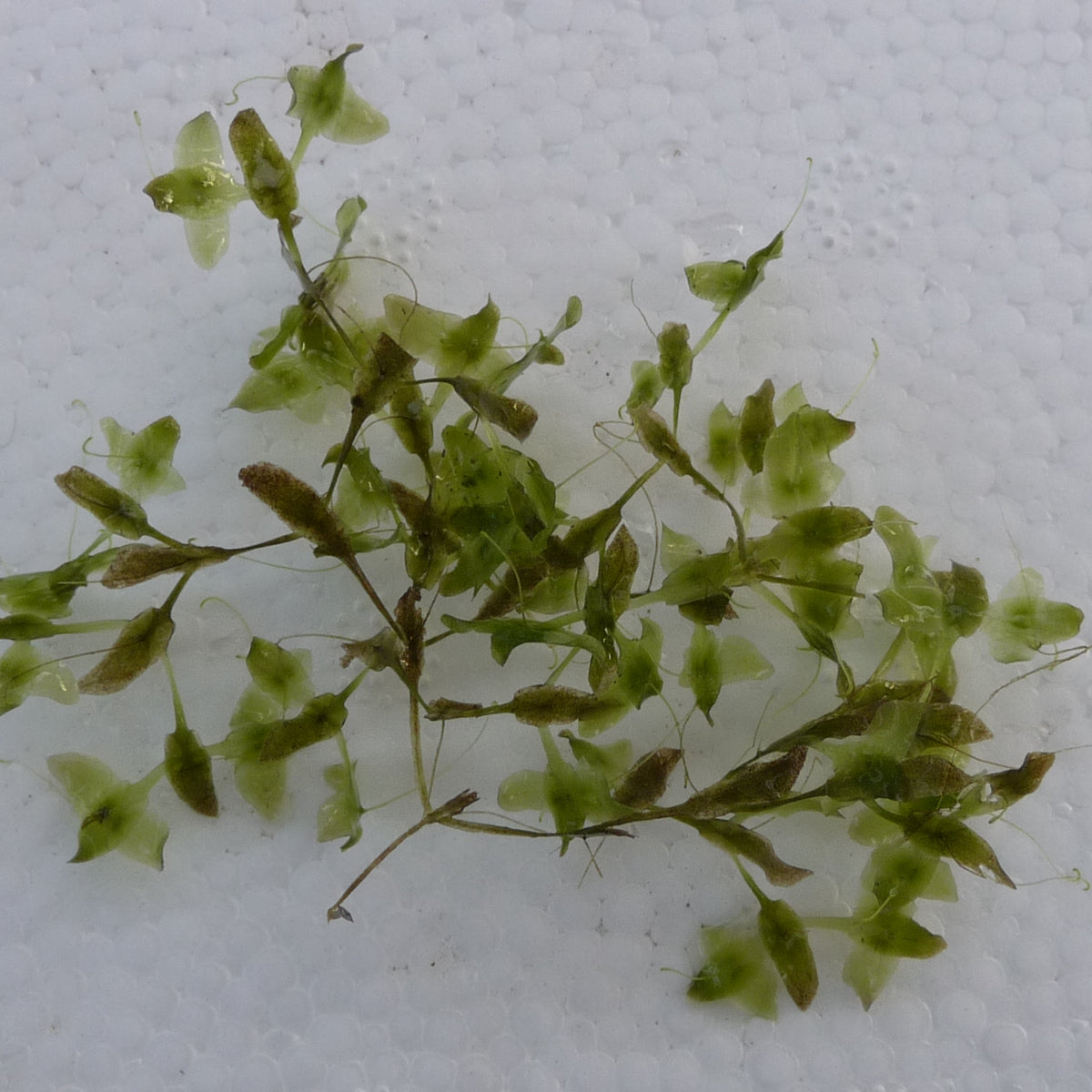 Lemna trisulca - dreifurchige Wasserlinse – Seerosensorten