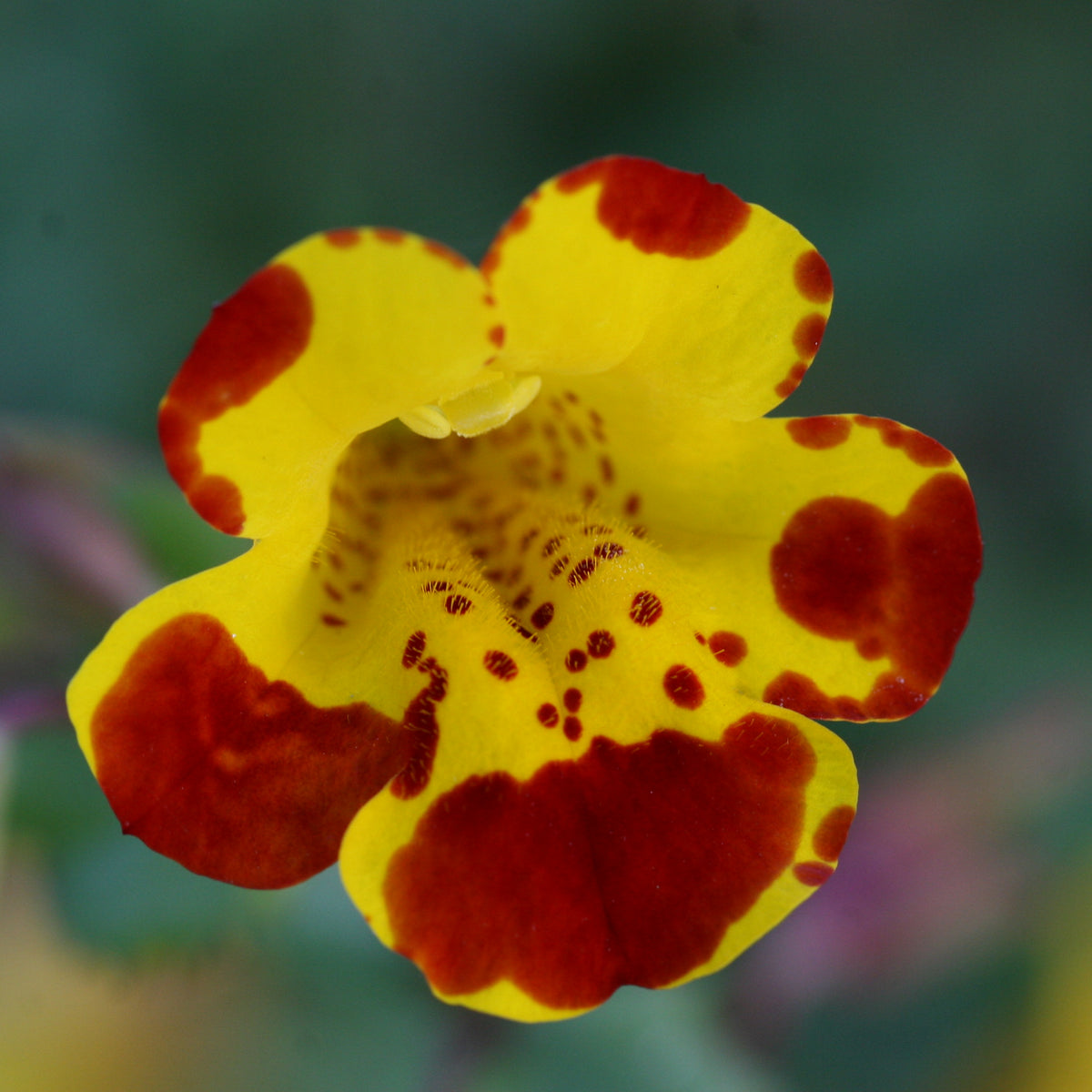 Mimulus 'Tigrinus' - Gauklerblume – Seerosensorten