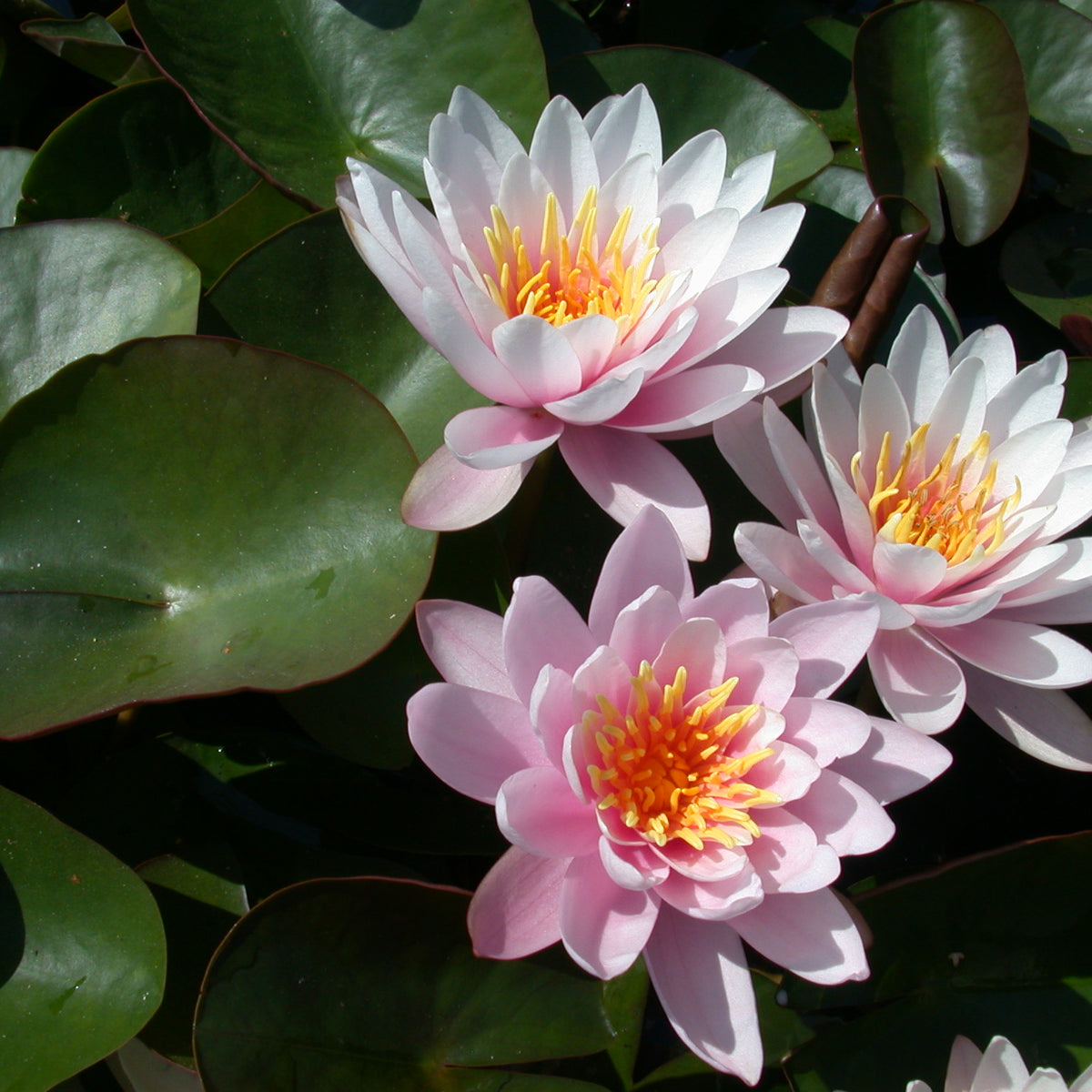 Nymphaea 'Pink Beauty' – Seerosensorten