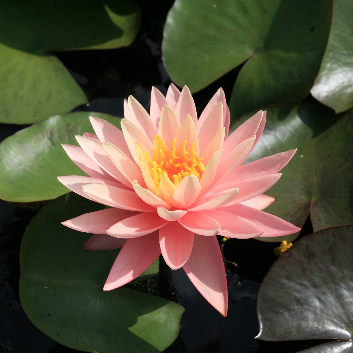 Nymphaea 'Sunny Pink' - winterharte Seerose – Seerosensorten