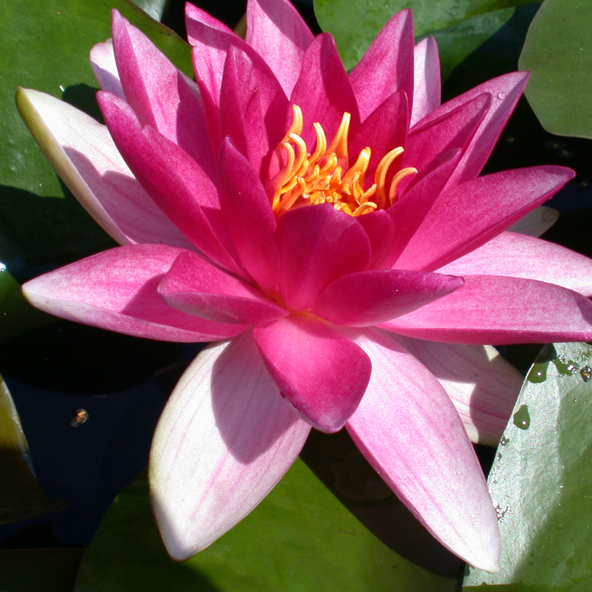 Nymphaea 'Conqueror' – Seerosensorten