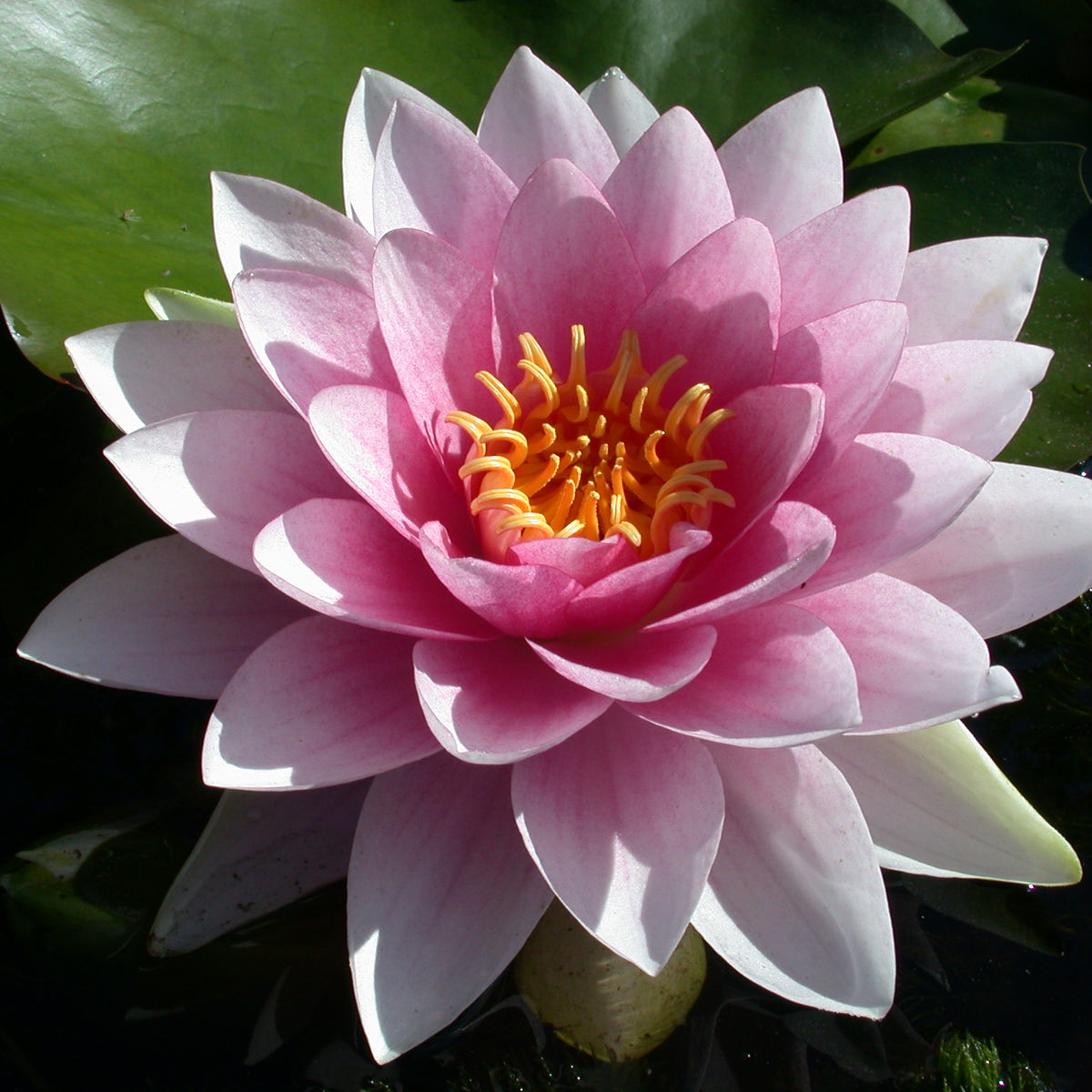 Nymphaea 'Darwin' – Seerosensorten