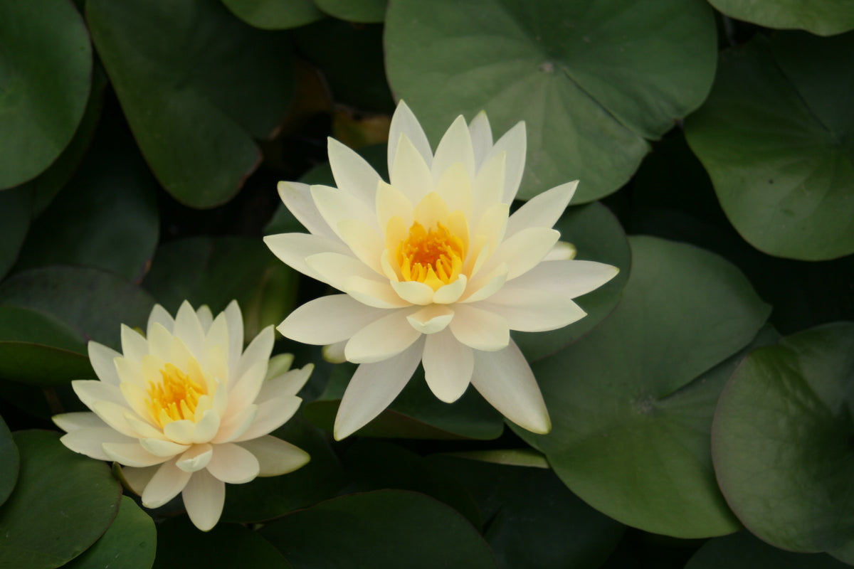 Nymphaea 'Innerlight' – Seerosensorten