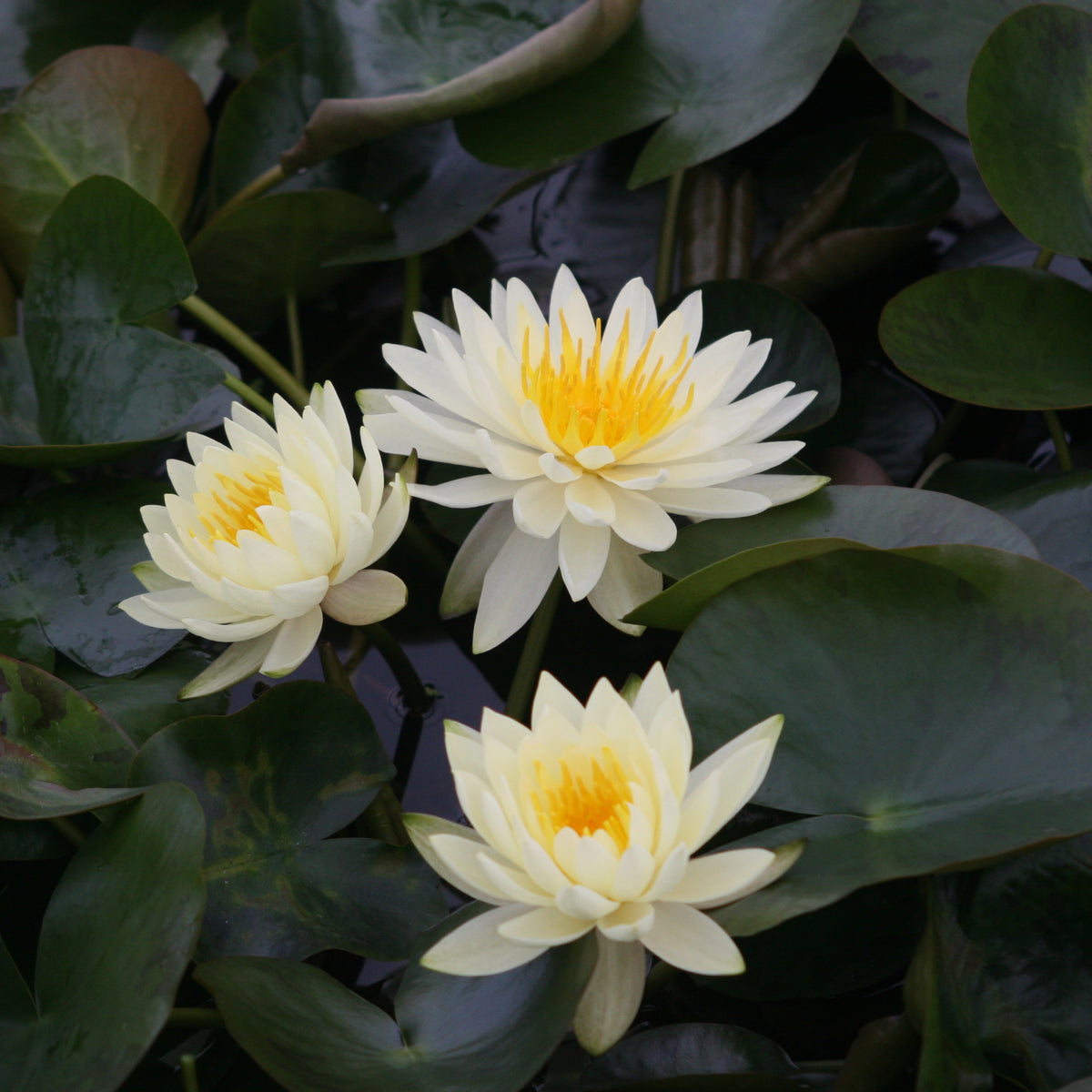 Nymphaea 'Lemon Mist' – Seerosensorten