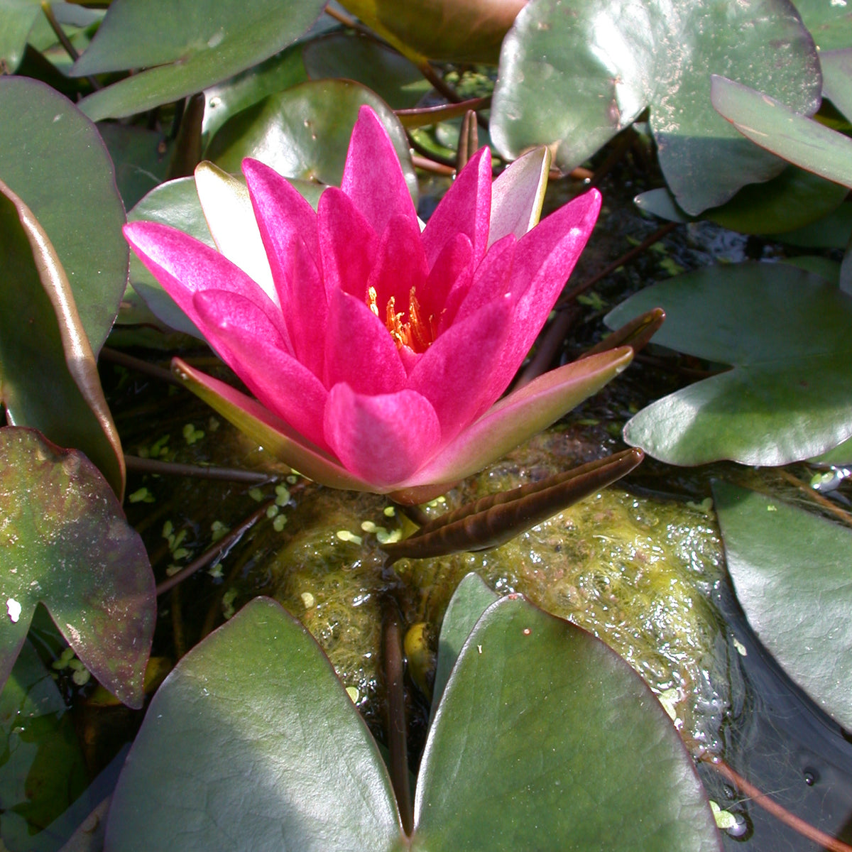 Nymphaea 'Pygmaea Rubra' – Seerosensorten